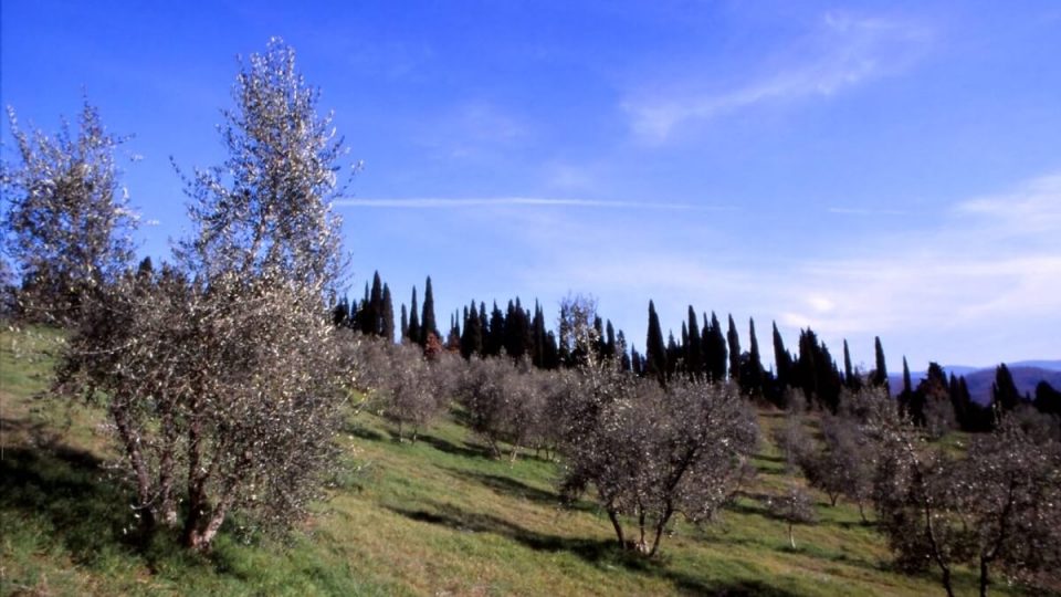 Fattoria di Grignano | vinoteria.cz